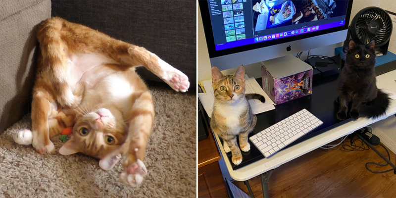 Why Cats Still Rule the Internet After Over 30 Years
