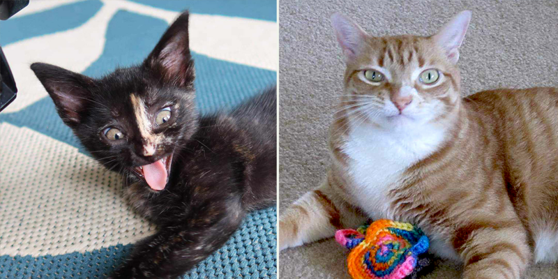 Is it Normal When Your Cat Farts? Here's What to Know