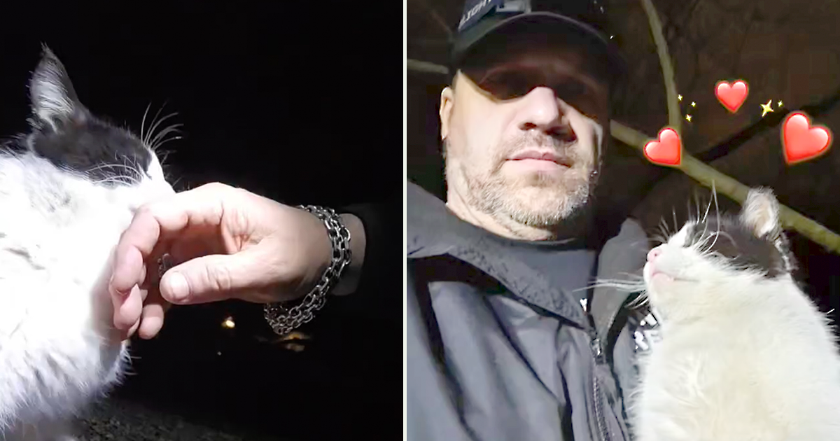 Reunion Shows How Much Colony Cats Loves Their Caretakers