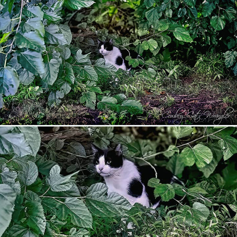 Reunion Shows How Much Colony Cats Loves Their Caretakers