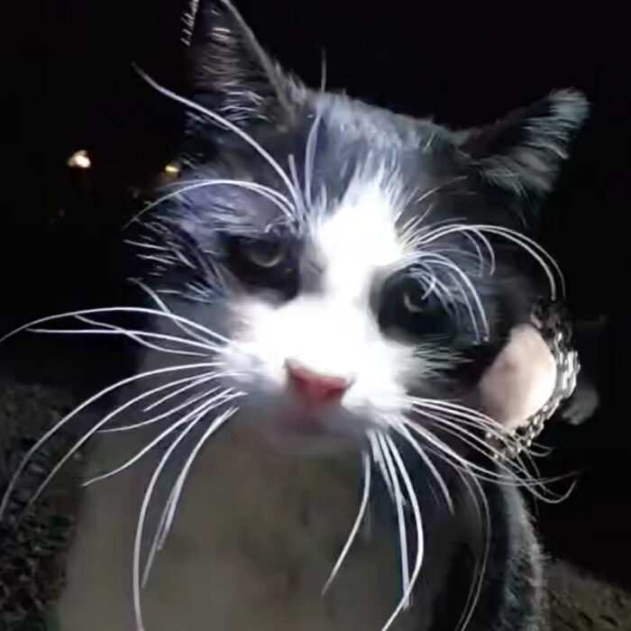 Reunion Shows How Much Colony Cats Loves Their Caretakers