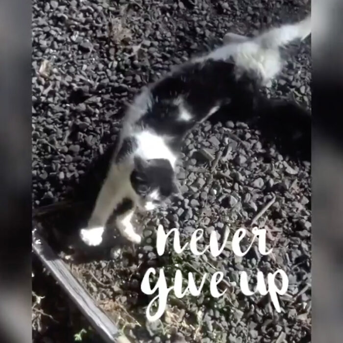 Reunion Shows How Much Colony Cats Loves Their Caretakers