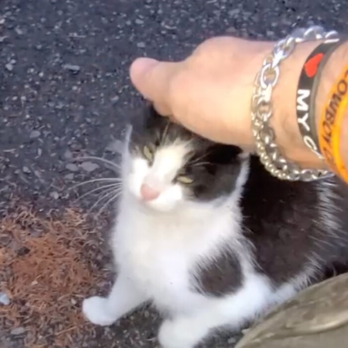 Reunion Shows How Much Colony Cats Loves Their Caretakers