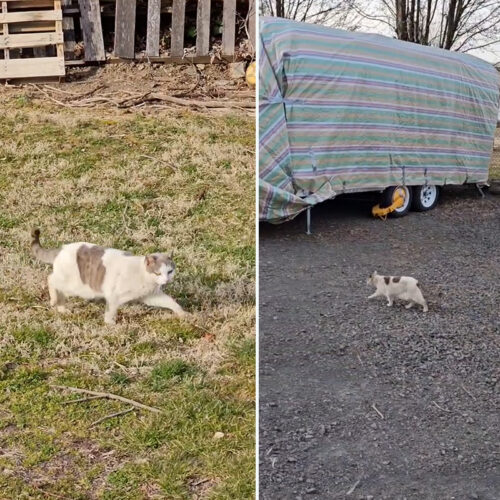 Reunion Shows How Much Colony Cats Loves Their Caretakers
