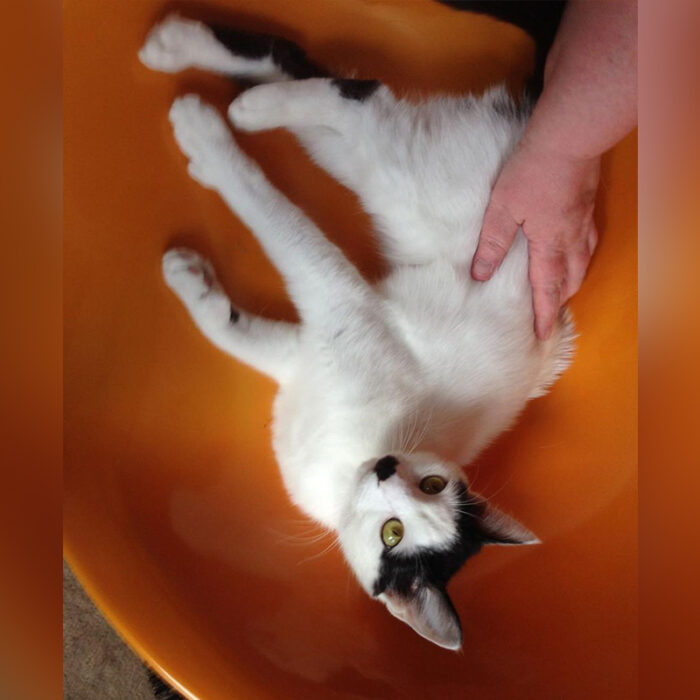 When a Cat's Odd Behavior Might Indicate 'Twitchy Cat Syndrome'