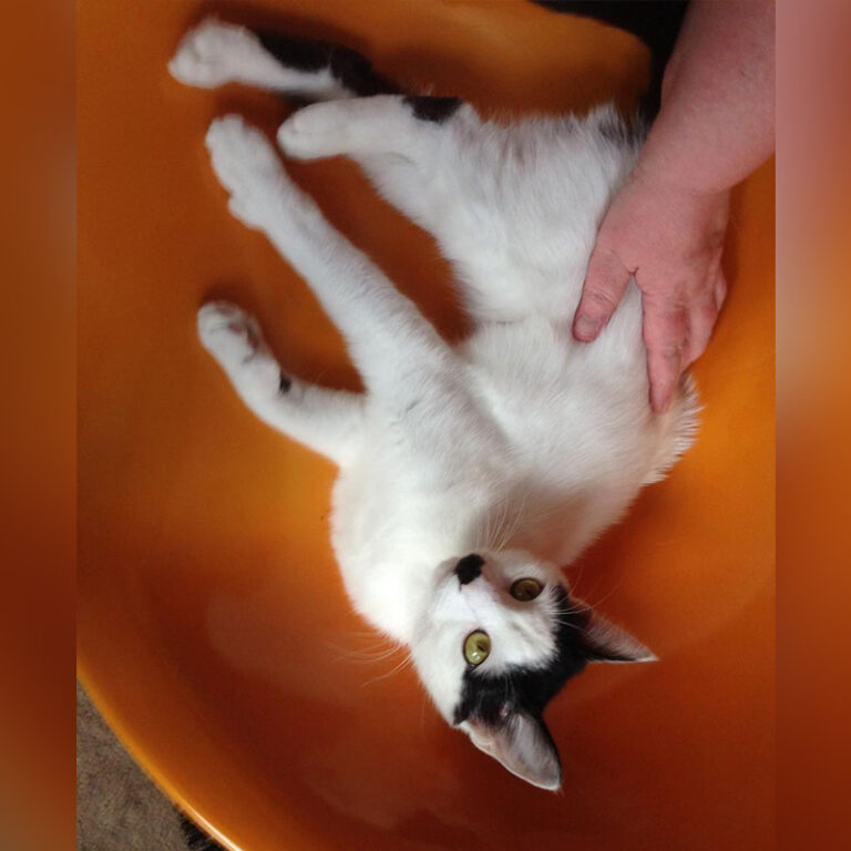 When a Cat's Odd Behavior Might Indicate 'Twitchy Cat Syndrome'