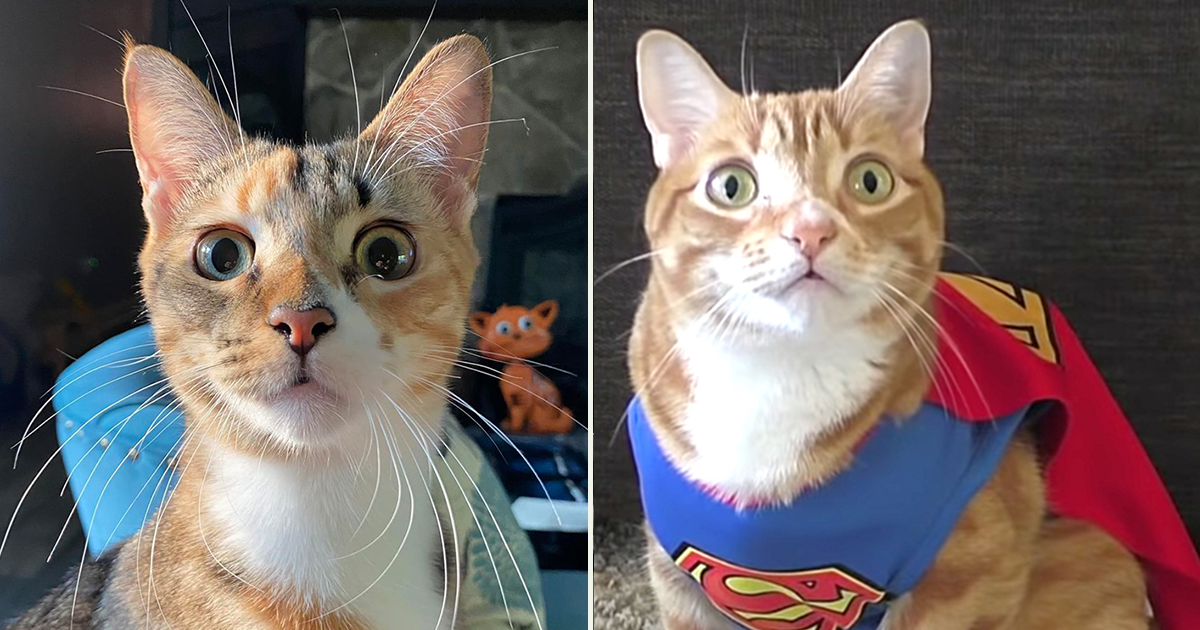 Three Astonishing House Cat Abilities That Might Be SupurrPowers