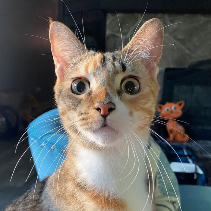 Three Astonishing House Cat Abilities That Might Be SupurrPowers