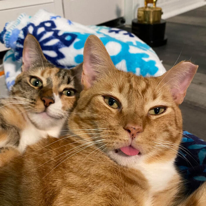 Three Astonishing House Cat Abilities That Might Be SupurrPowers