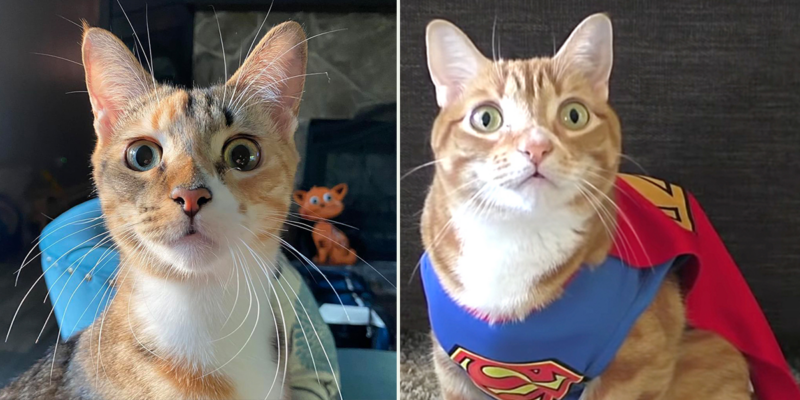 Three Astonishing House Cat Abilities That Might Be SupurrPowers