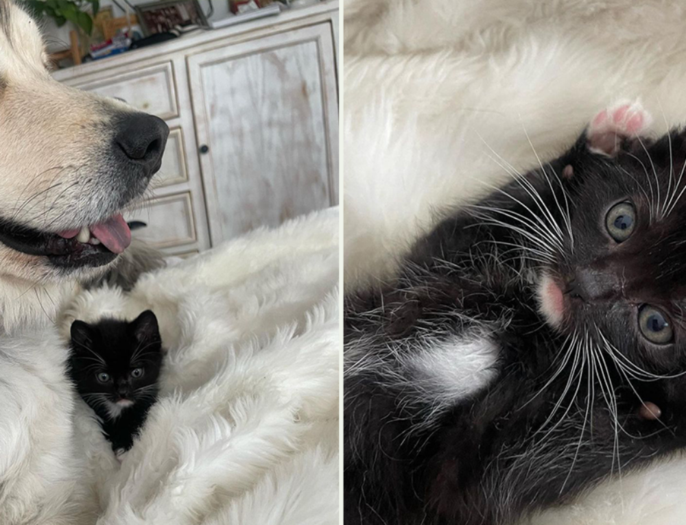 Bookstore Entices Cat Lovers With Adoptable Kittens - Cole & Marmalade