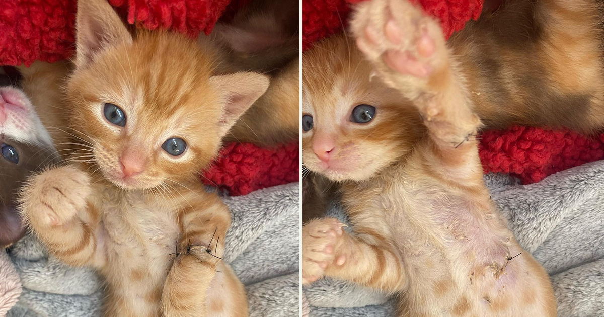 Kitten Whose Arm Was Injured in a Fire Engine Finds Purrfect Mom