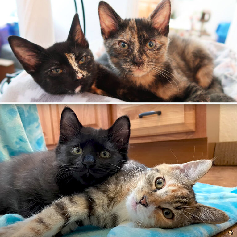 What You Need To Know (and Have) for Your Newly Adopted Cat