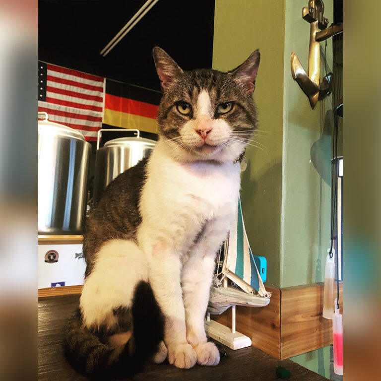 Is it Normal When Your Cat Farts? Here's What to Know