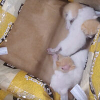 Man Saves Kittens Abandoned Inside a Farm Supply Store