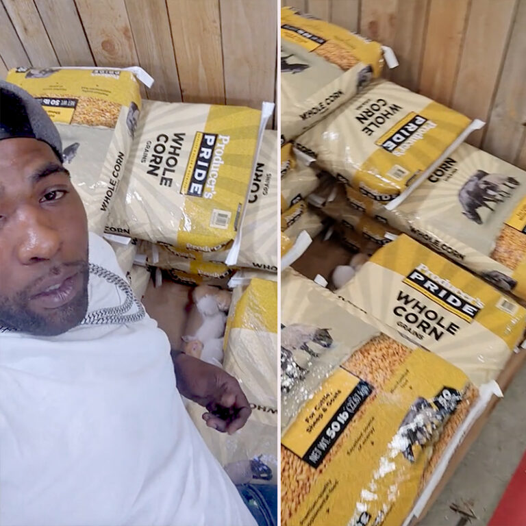 Man Saves Kittens Abandoned Inside a Farm Supply Store