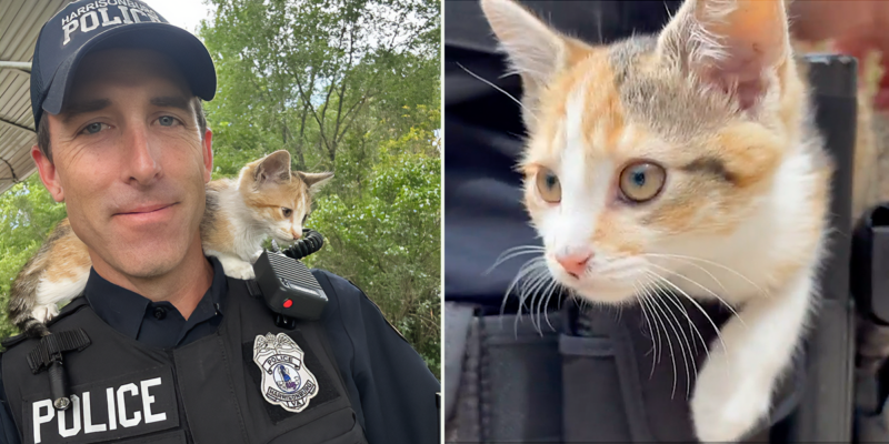 Penny the Kitten Perches on Officer's Shoulder, Steals His Heart