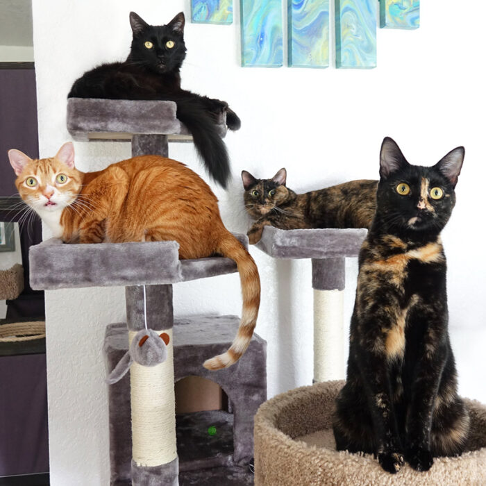 What You Need To Know (and Have) for Your Newly Adopted Cat