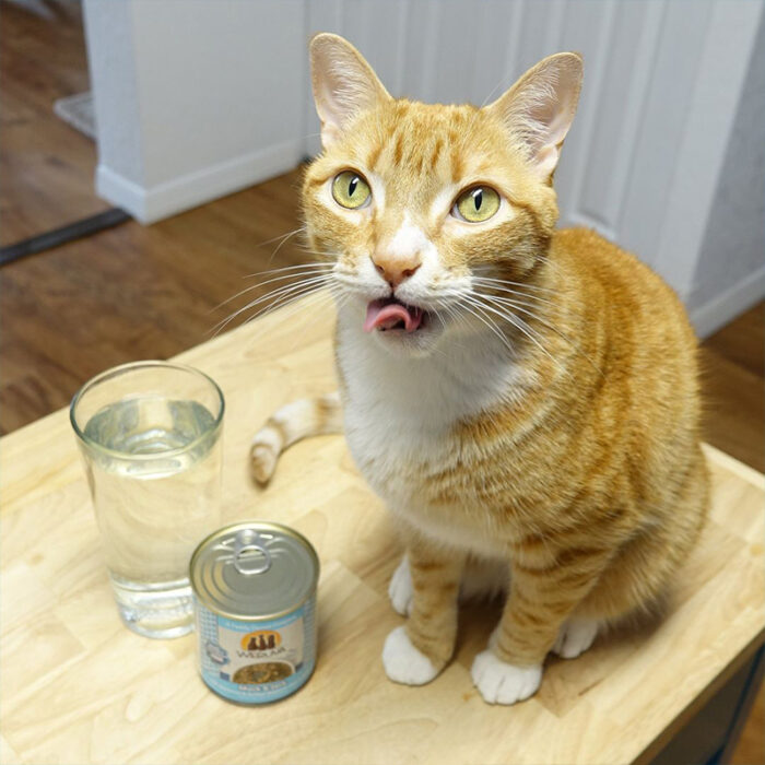 Easy Ways to Help Cats Beat the Heat and Stay Cool in Summer