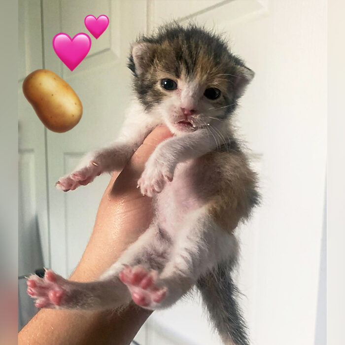 Is it Normal When Your Cat Farts? Here's What to Know