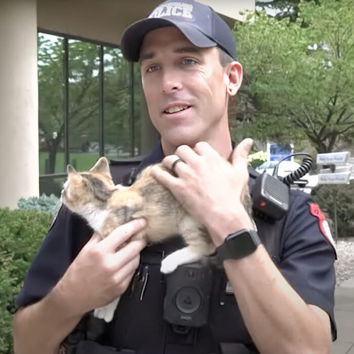 Penny the Kitten Perches on Officer's Shoulder, Steals His Heart