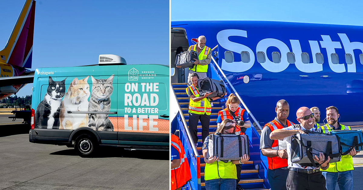 92 Maui Cats to Seek Homes in Oregon After an Ameowzing Flight