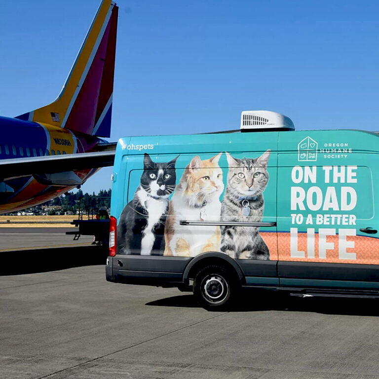 92 Maui Cats to Seek Homes in Oregon After an Ameowzing Flight