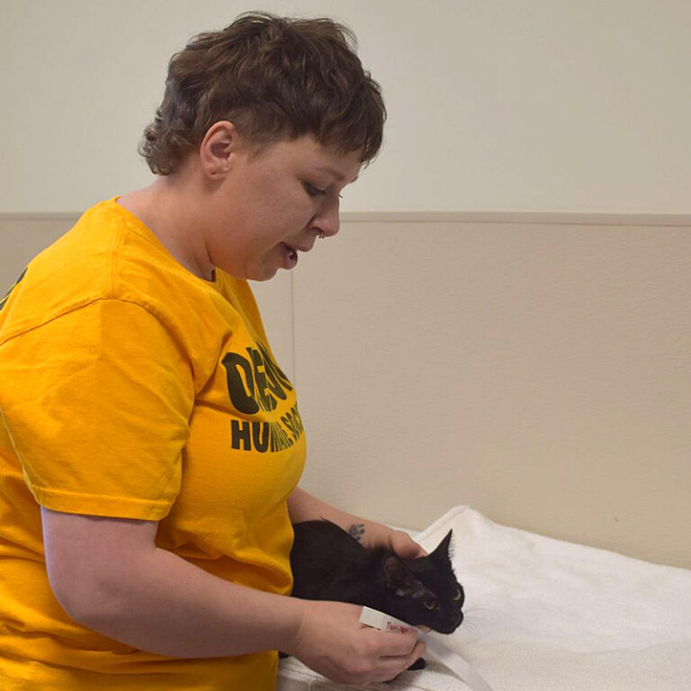 92 Maui Cats to Seek Homes in Oregon After an Ameowzing Flight