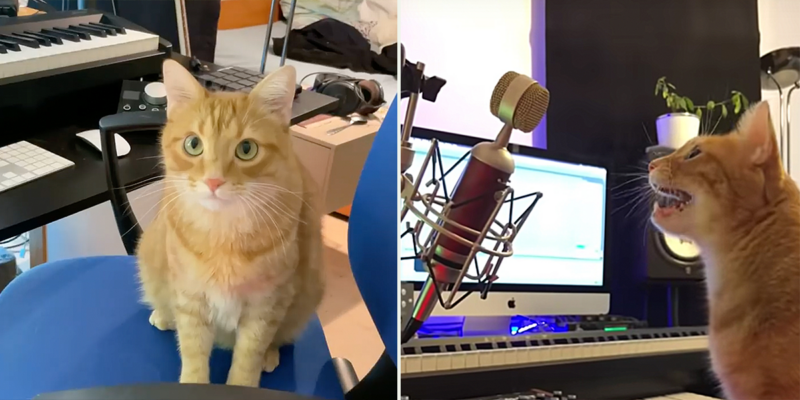 Orange Cat Rumored to Be Producer Behind 'Supermassive' Band