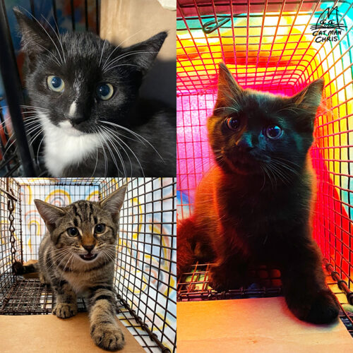 5 Furtastic Facts About TNR –Trap, Neuter, Return Rescuing