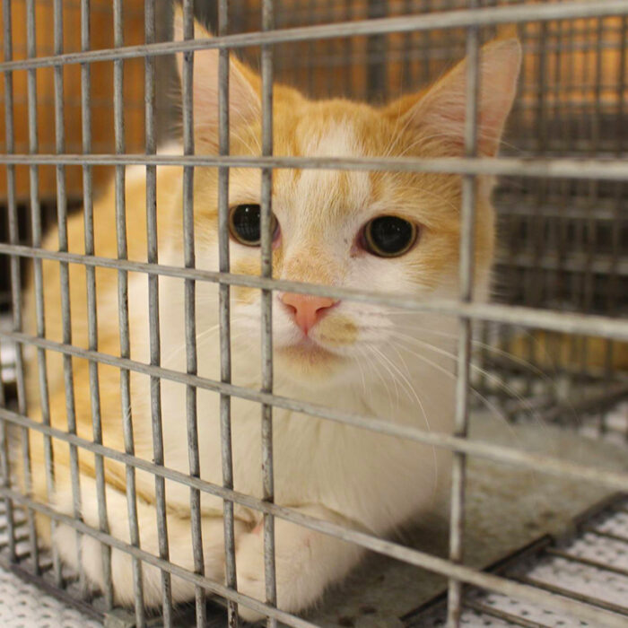 5 Furtastic Facts About TNR –Trap, Neuter, Return Rescuing