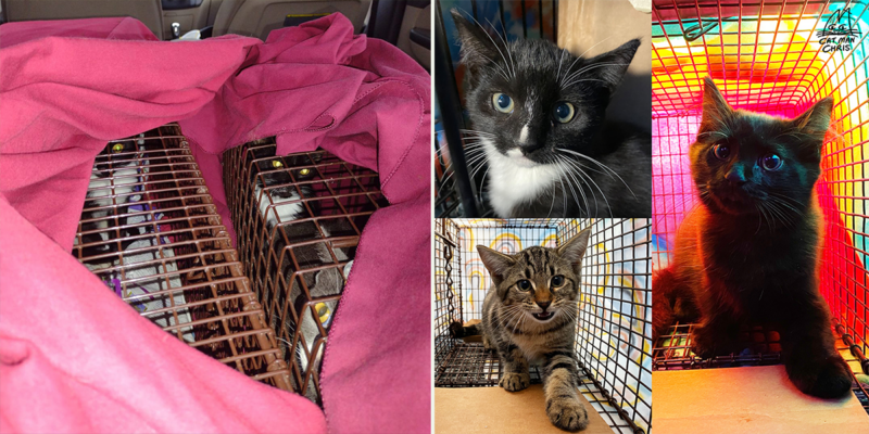 5 Furtastic Facts About TNR –Trap, Neuter, Return Rescuing