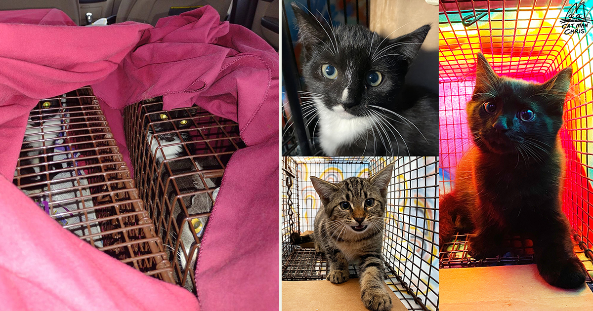 5 Furtastic Facts About TNR –Trap, Neuter, Return Rescuing