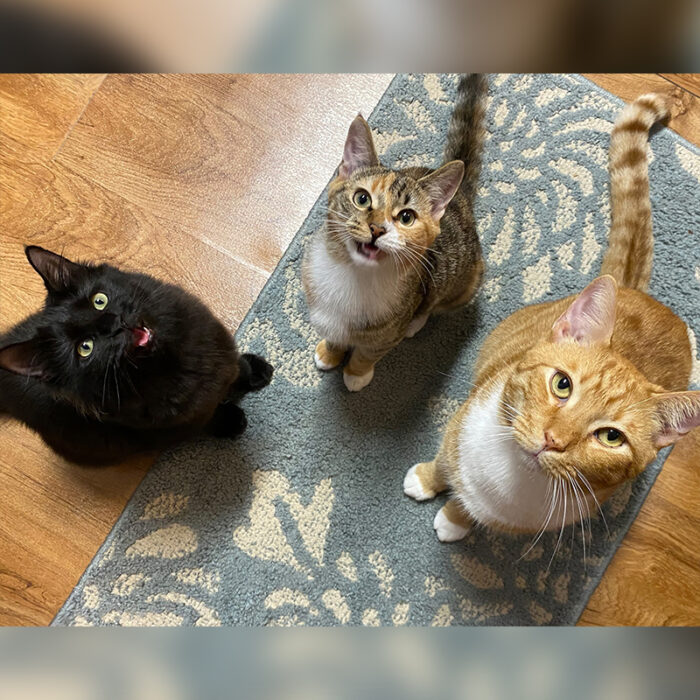 Here's What to Expect from 'Teenage' Cats