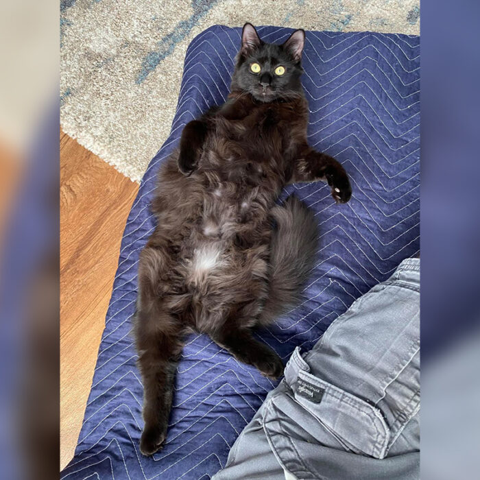 Here's What to Expect from 'Teenage' Cats