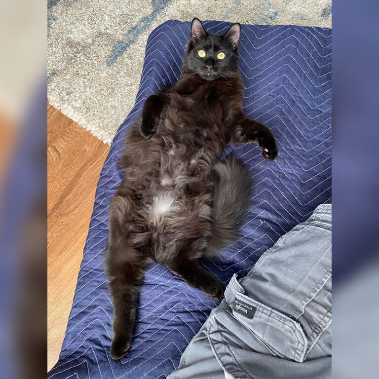 Here's What to Expect from 'Teenage' Cats