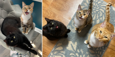 Here's What to Expect from 'Teenage' Cats