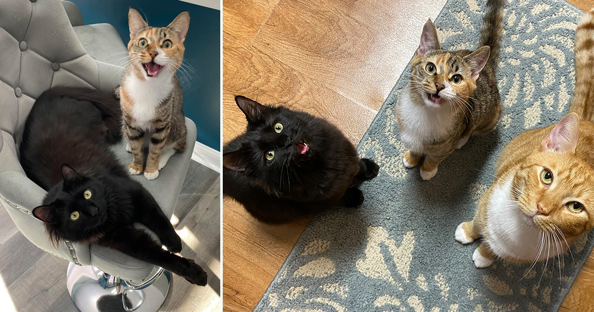 Here's What to Expect from 'Teenage' Cats