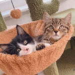 'The Office Kittens' Beat the Odds and Bring Non-Stop Smiles