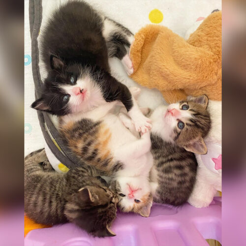'The Office Kittens' Beat the Odds and Bring Non-Stop Smiles