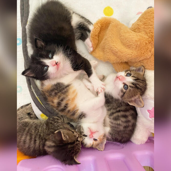 'The Office Kittens' Beat the Odds and Bring Non-Stop Smiles