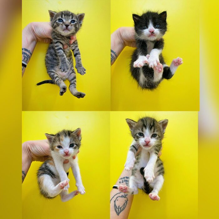'The Office Kittens' Beat the Odds and Bring Non-Stop Smiles