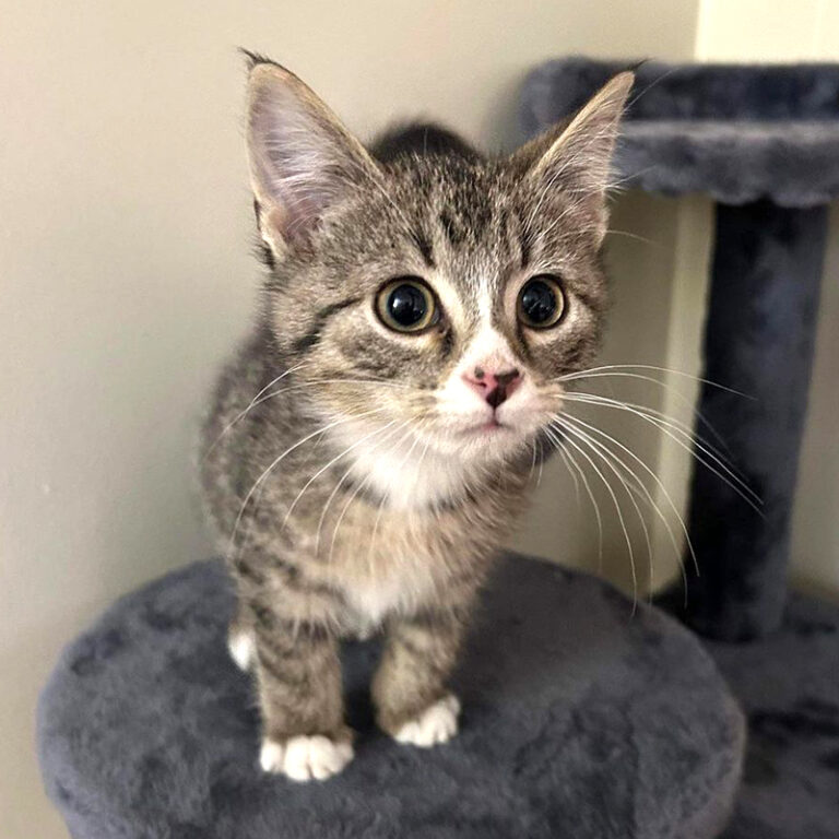 The Three Stooges Kittens Keep the Party Going in Foster Care