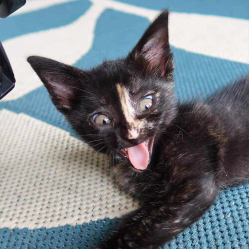 Is it Normal When Your Cat Farts? Here's What to Know