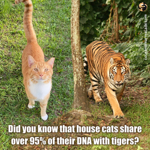 Why Cats Still Rule the Internet After Over 30 Years