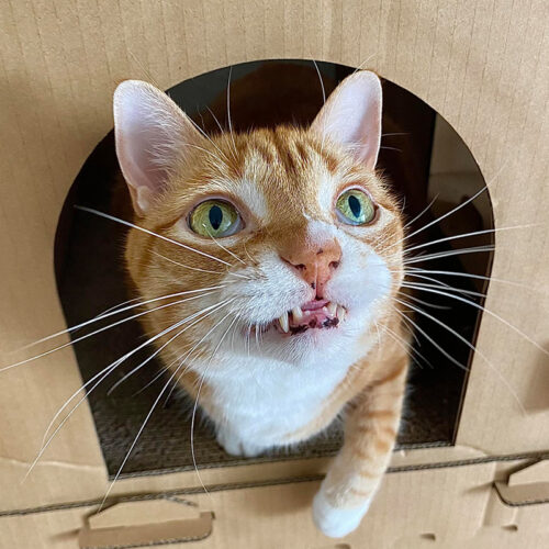 Why Cats Still Rule the Internet After Over 30 Years