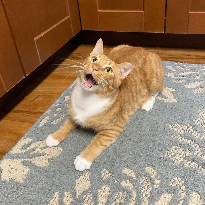 Why Cats Still Rule the Internet After Over 30 Years