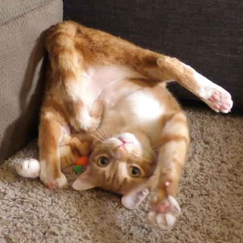 Why Cats Still Rule the Internet After Over 30 Years