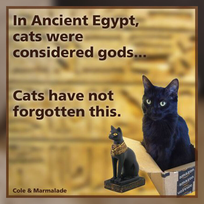 Why Cats Still Rule the Internet After Over 30 Years