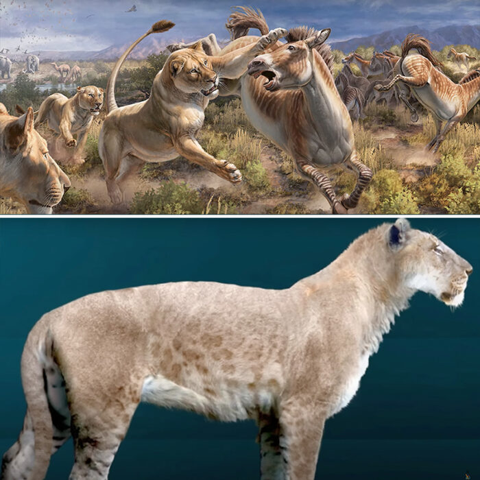 The Biggest, Baddest Prehistoric Cats that Hunted Giant Prey